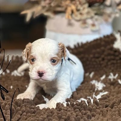 Pineways Puppies - Cavoodles & Theodore’s, responsible breeder in New ...