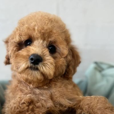 Tidy paws 🐾 Cavoodles, responsible breeder in New South Wales - RightPaw