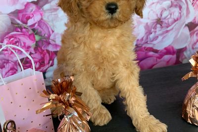 JB Cavoodles, responsible breeder in New South Wales - RightPaw