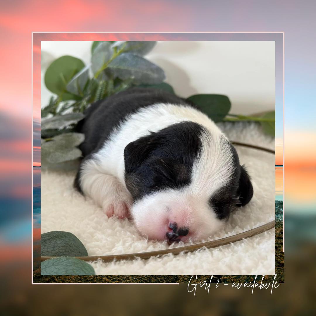 Newborn Border Collie Puppies