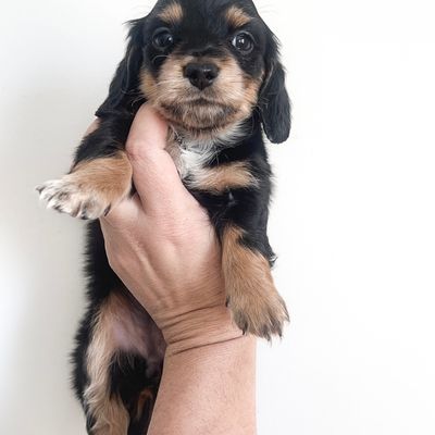 House of Dashies, responsible breeder in Queensland - RightPaw