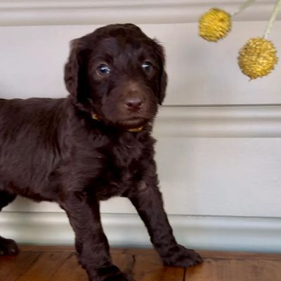 GROODLES by KAYA MOON OODLES, responsible breeder in Western Australia ...