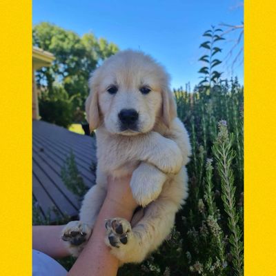 Azza's Golden Retrievers, responsible breeder in New South Wales - RightPaw