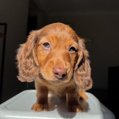 Hazel Hound Miniature Dachshunds, responsible breeder in Queensland ...