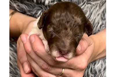 Kaya Moon Oodles - Cavoodles, responsible breeder in Western Australia ...