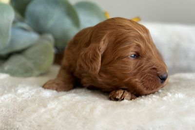 Pineway Puppies - Spoodles, responsible breeder in New South Wales ...