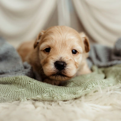 Bogan Moodles, responsible breeder in Queensland - RightPaw