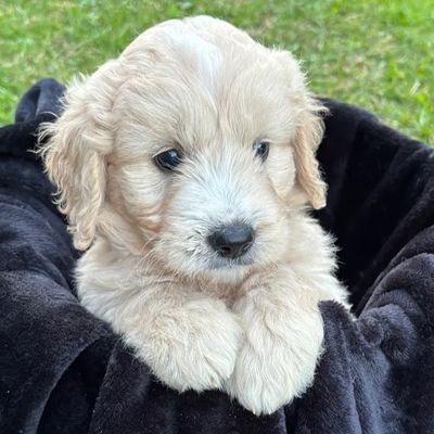 Misty Range Farm mini Groodles, responsible breeder in New South Wales ...