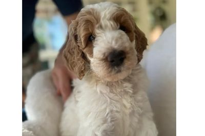 Winnie the Poodle - Parti/Abstract Red/White, responsible breeder in ...