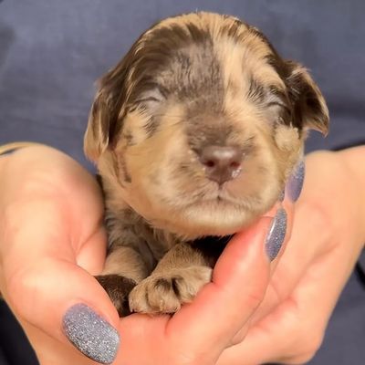 Kaya Moon Oodles - Cavoodles, responsible breeder in Western Australia ...