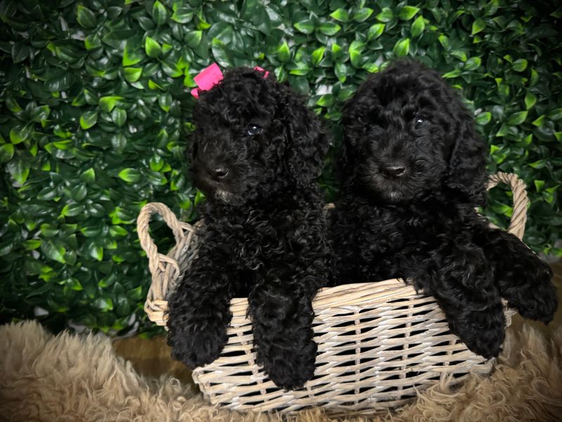 Poodle (Standard) puppies available from responsible breeders | RightPaw