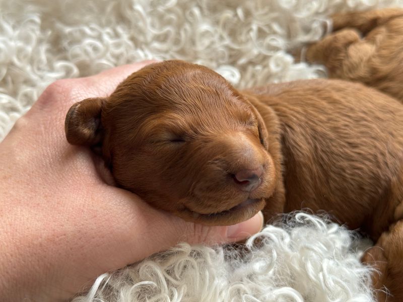 Groodle puppies available from responsible NSW breeders | RightPaw