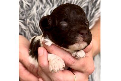 Kaya Moon Oodles - Cavoodles, responsible breeder in Western Australia ...