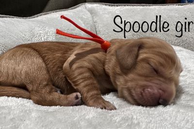 Pineway Puppies - Spoodles, responsible breeder in New South Wales ...