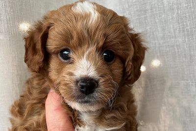Adorable Cavoodles, responsible breeder in South Australia - RightPaw
