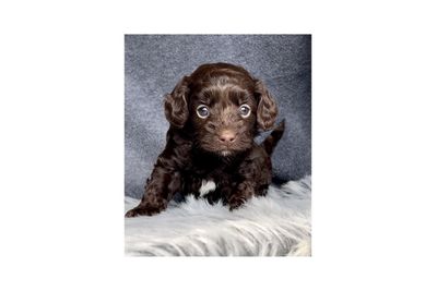 Kaya Moon Oodles - Cavoodles, responsible breeder in Western Australia ...