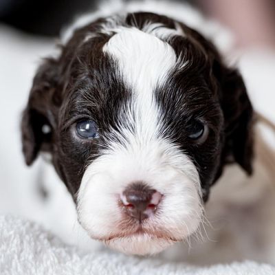 Marana Magic Cavoodles/Theodores, responsible breeder in New South ...