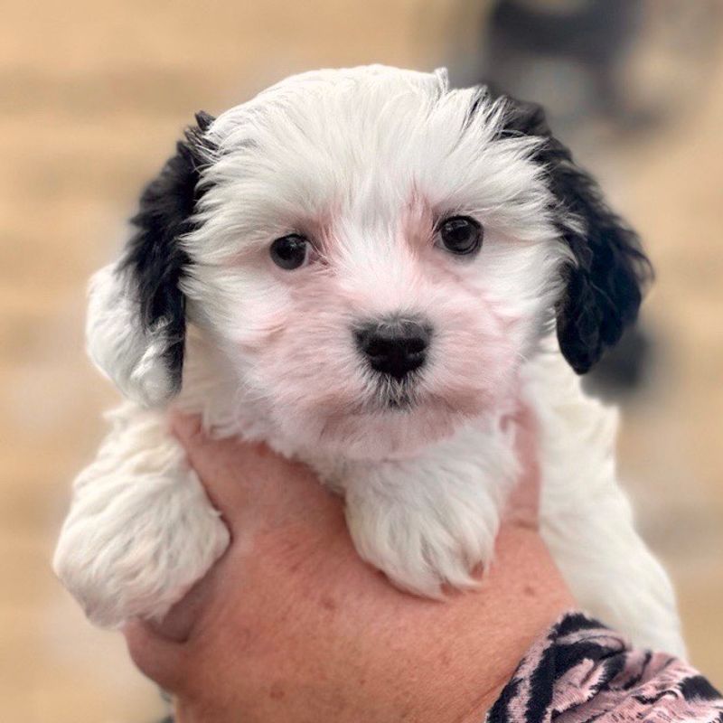 Havanese puppies available from responsible breeders | RightPaw