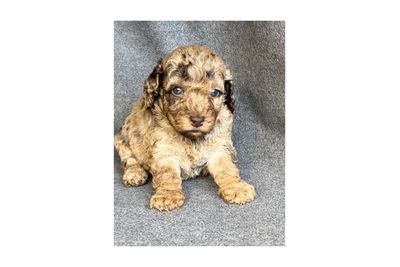 Kaya Moon Oodles - Cavoodles, responsible breeder in Western Australia ...