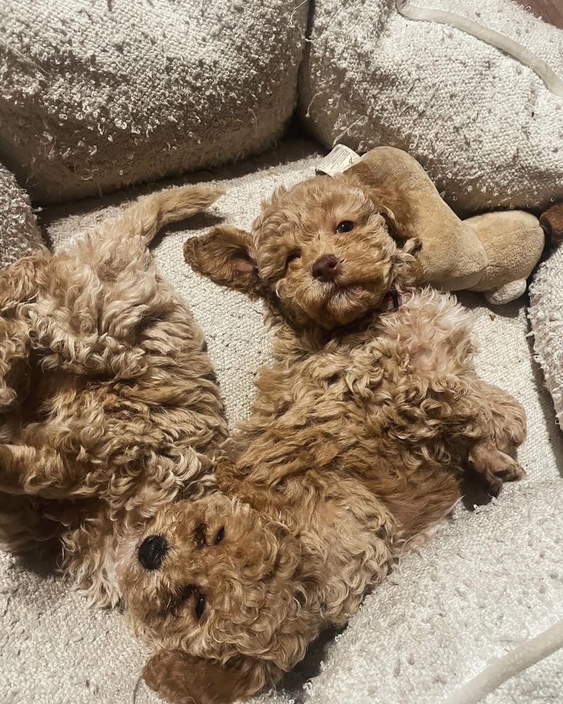 Toy Poodle puppies available from responsible VIC breeders | RightPaw