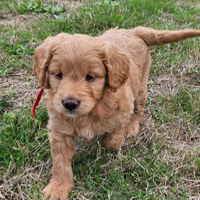 Pembleton F1 Mini Groodles, responsible breeder in Victoria - RightPaw