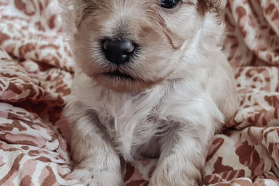 Bogan Moodles, responsible breeder in Queensland - RightPaw