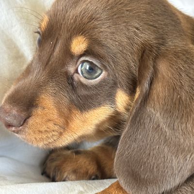 Lavish Longdogz, responsible breeder in Queensland - RightPaw