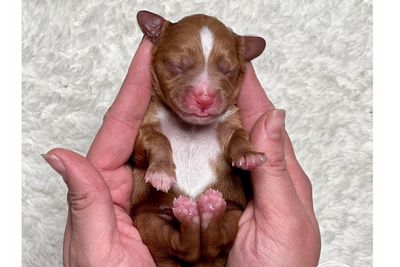 Oodles of Love - Cavoodles, responsible breeder in Queensland - RightPaw
