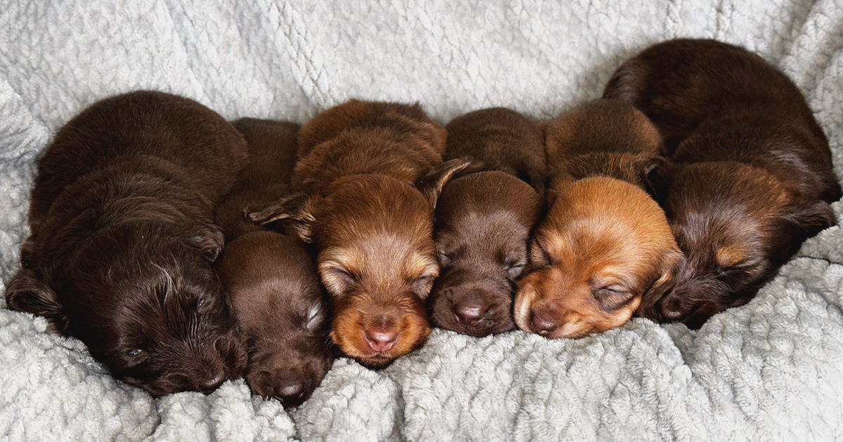 Sizzlin Snag Dogs (Miniature Dachshunds), responsible breeder in ...