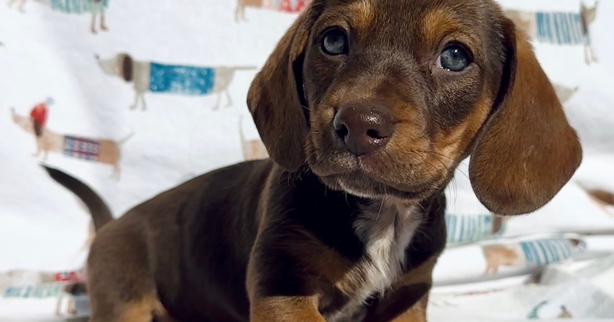 Sizzlin Snag Dogs (Miniature Dachshunds), responsible breeder in ...