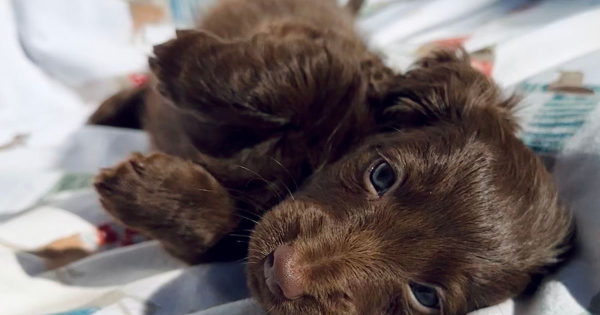 Sizzlin Snag Dogs (Miniature Dachshunds), responsible breeder in ...