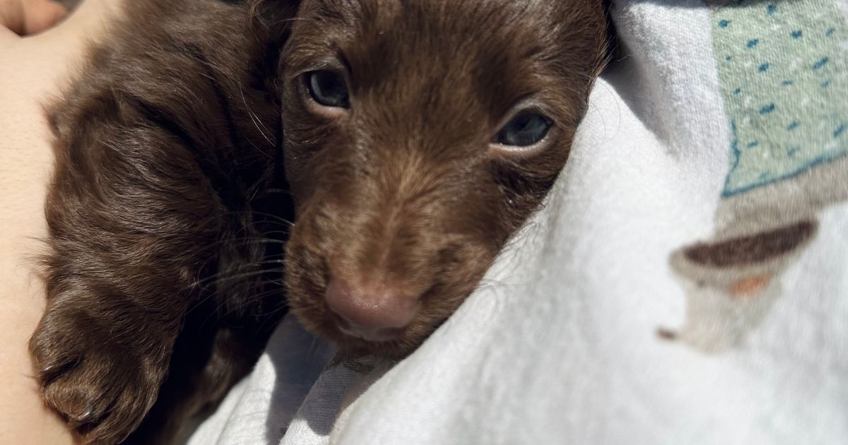 Sizzlin Snag Dogs (Miniature Dachshunds), responsible breeder in ...