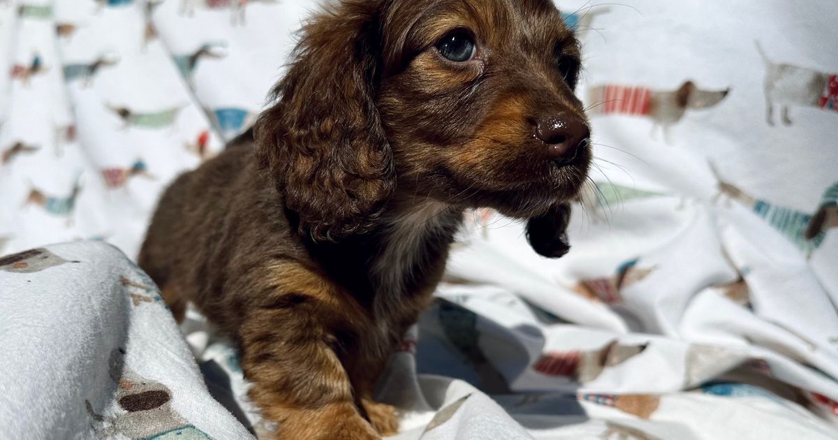 Sizzlin Snag Dogs (Miniature Dachshunds), responsible breeder in ...