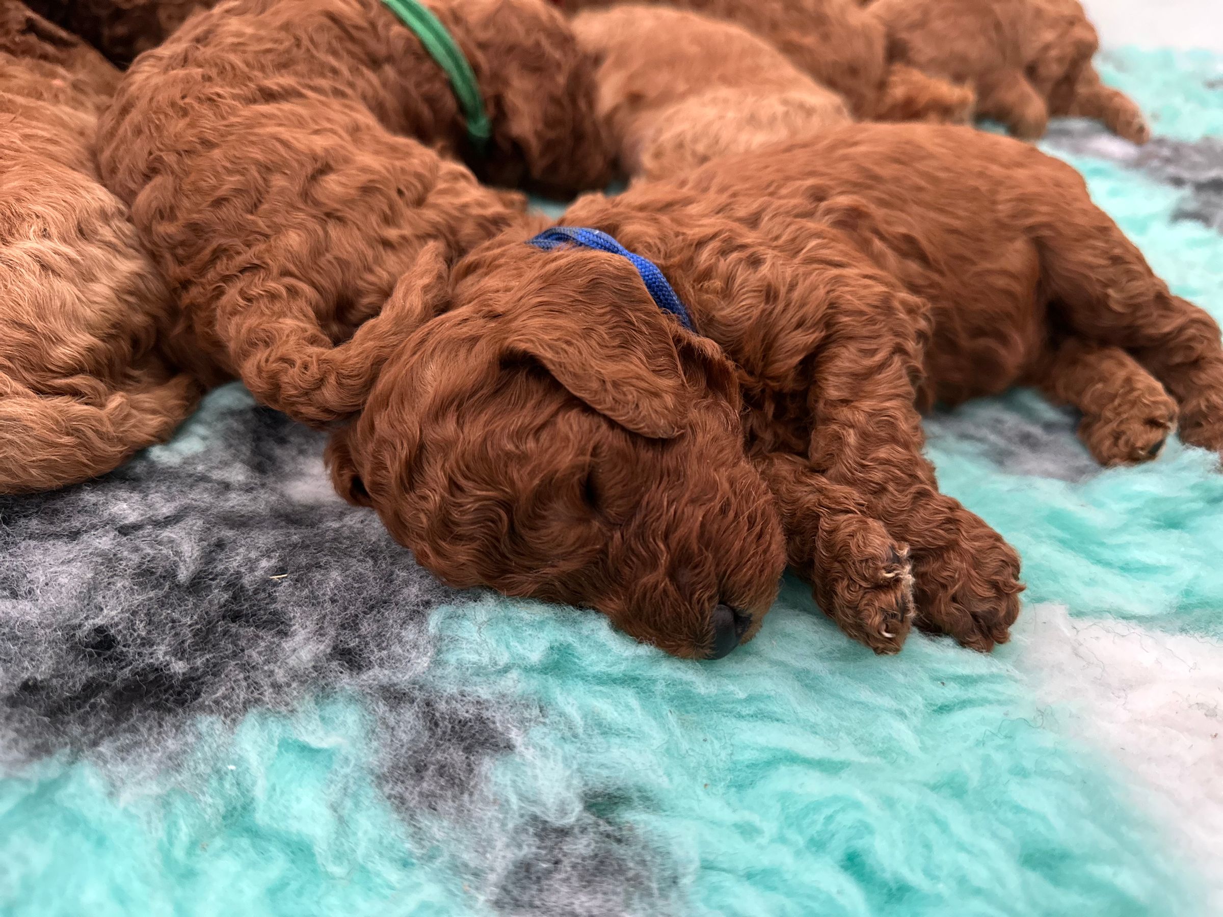 Little Paws Big Hearts - Standard Poodles, responsible breeder in ...