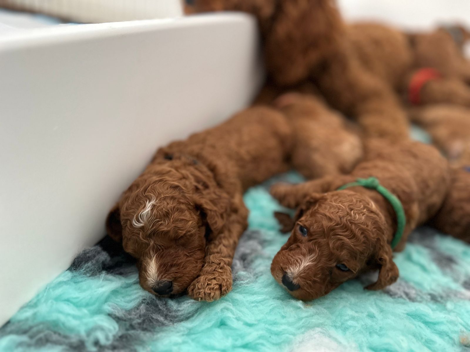 Little Paws Big Hearts - Standard Poodles, responsible breeder in ...