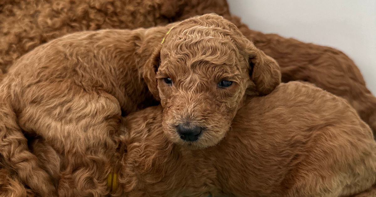 Little Paws Big Hearts - Standard Poodles, responsible breeder in ...