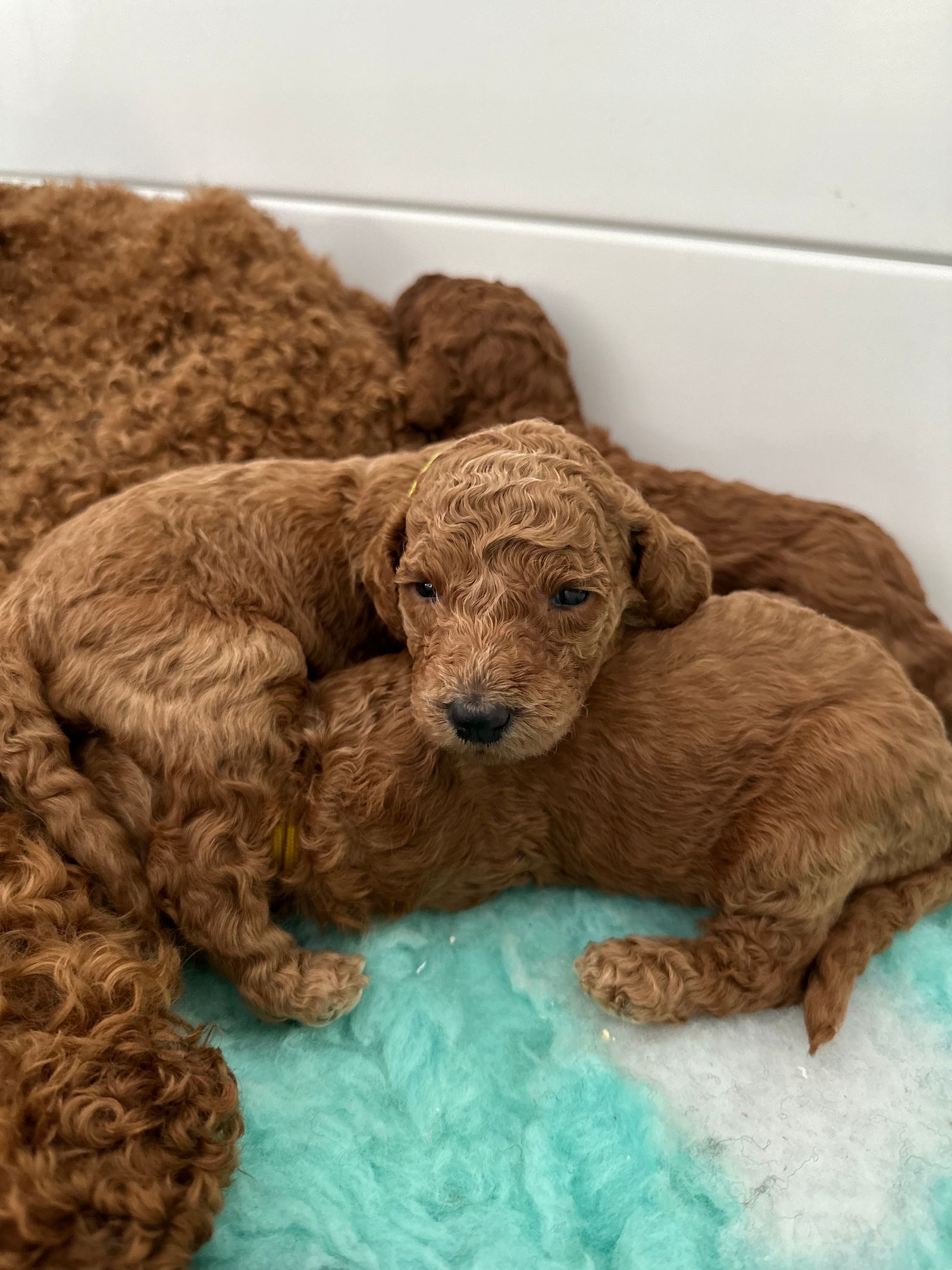 Little Paws Big Hearts - Standard Poodles, responsible breeder in ...