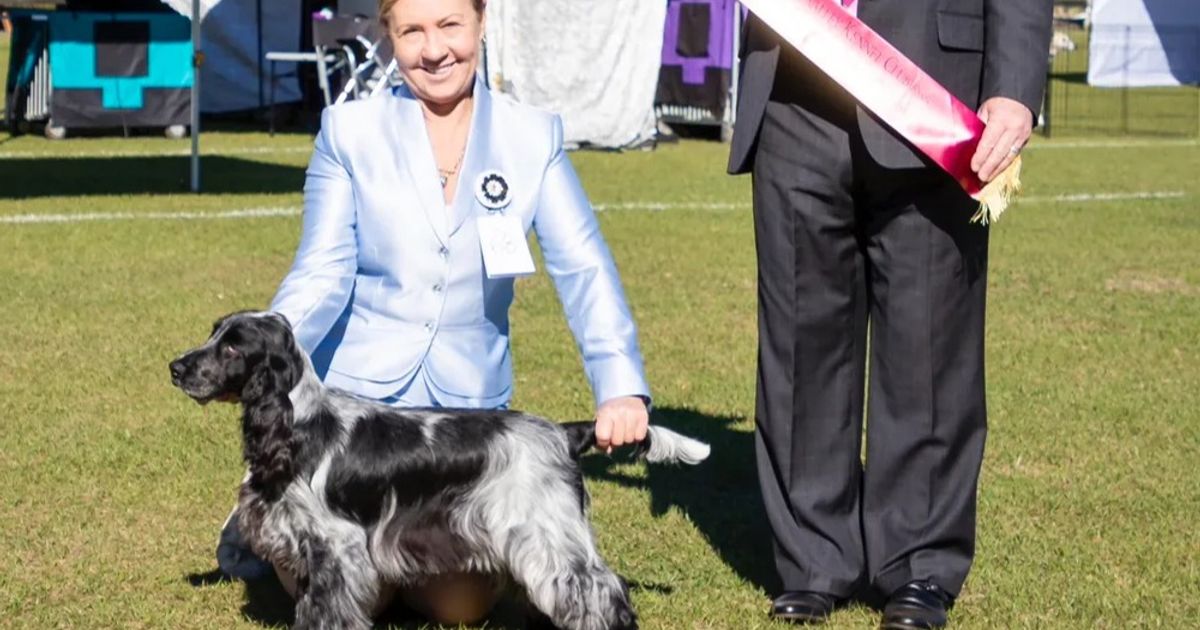 Cindaly Cocker Spaniels, responsible breeder in Queensland - RightPaw