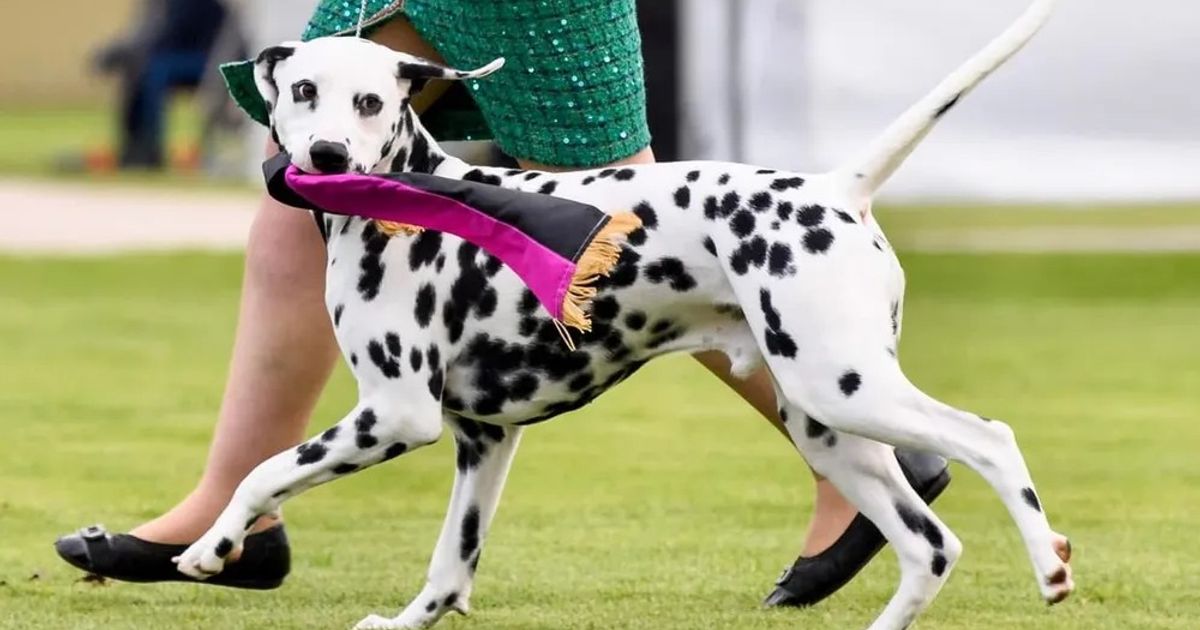 Ibadan Dalmatians, responsible breeder in South Australia - RightPaw