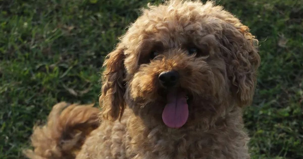 Pembleton F1 Toy Spoodles, responsible breeder in Victoria - RightPaw