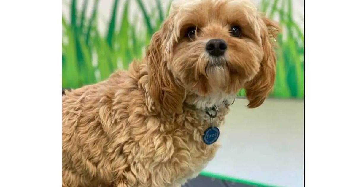 Bremel Paws Cavoodles, responsible breeder in New South Wales - RightPaw