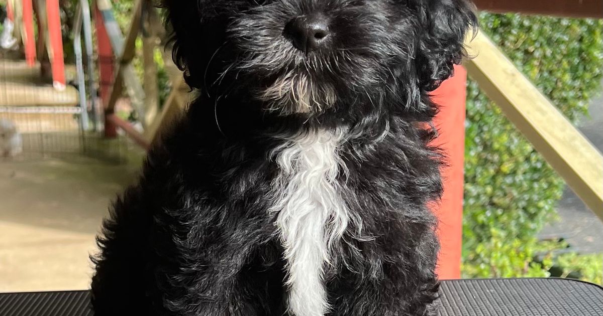Hashki Havanese, responsible breeder in New South Wales - RightPaw