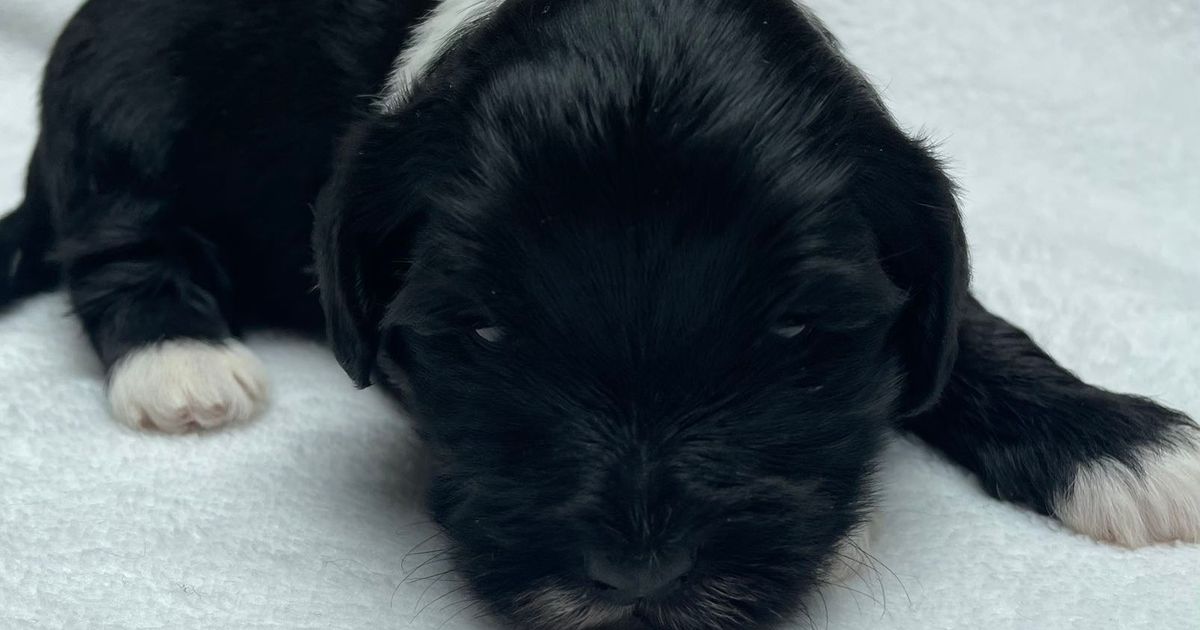 Hashki Havanese, responsible breeder in New South Wales - RightPaw