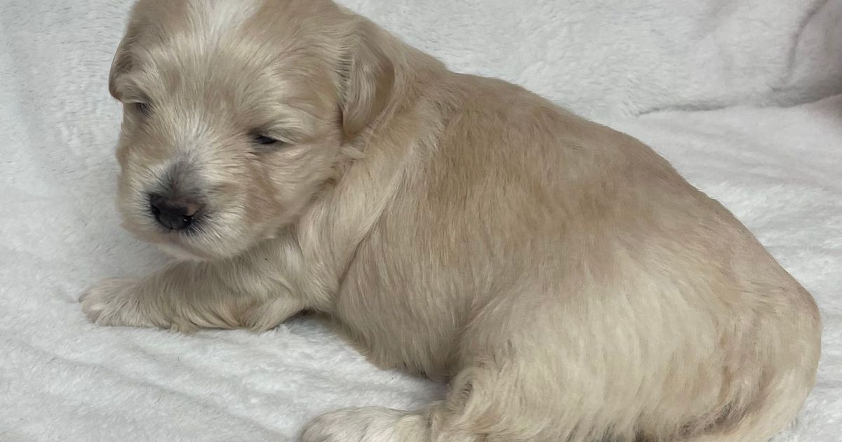 Hashki Havanese, responsible breeder in New South Wales - RightPaw