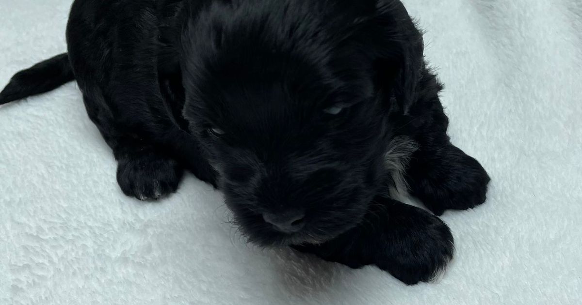 Hashki Havanese, responsible breeder in New South Wales - RightPaw