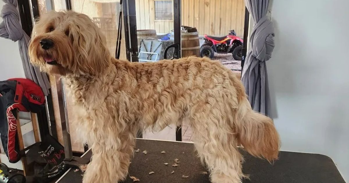 Lilly Pilly Way Australian Cobberdogs, responsible breeder in South ...