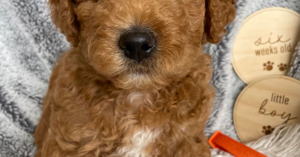 Riverside Groodles and Irish Oodles ☘️ F1b Mini/Medium., responsible ...