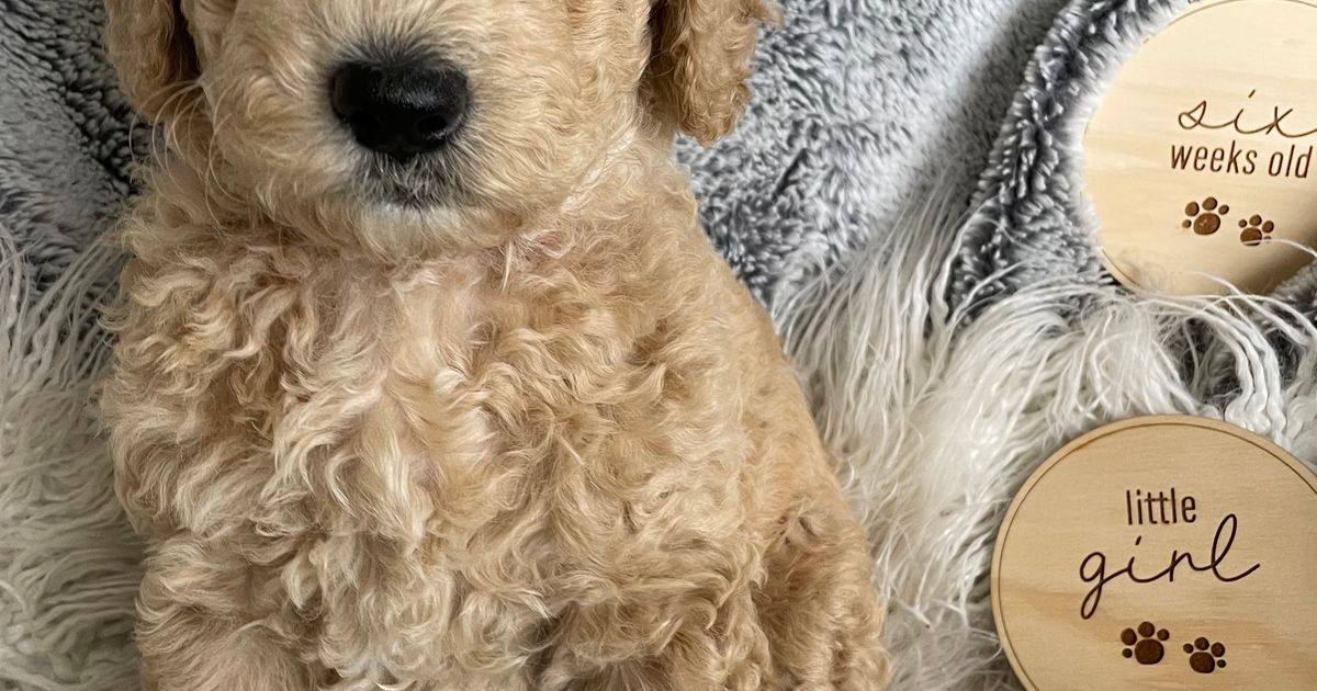 Riverside Groodles and Irish Oodles ☘️ F1b Mini/Medium., responsible ...