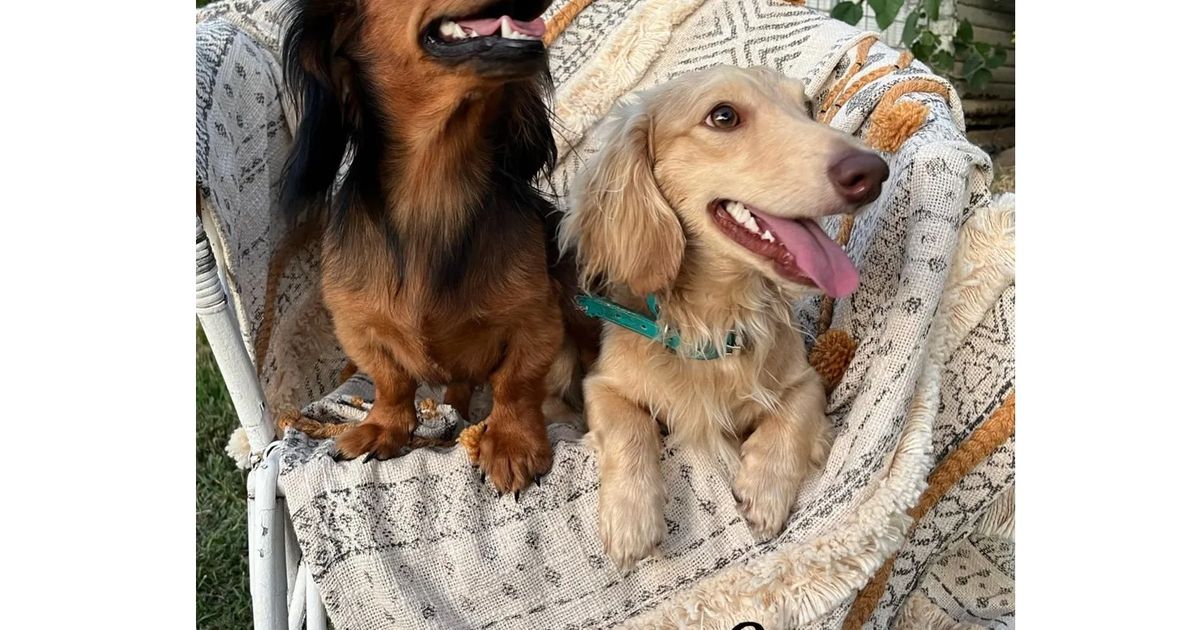 Lavish Longdogz, responsible breeder in Queensland - RightPaw