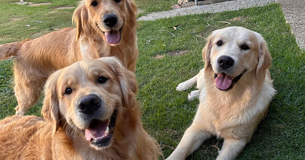 Galaxy Golden Retrievers, responsible breeder in Queensland - RightPaw